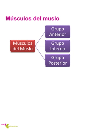 Anatomía 5 Músculos del muslo | PDF