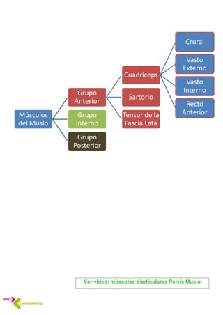 Anatomía 5 Músculos del muslo | PDF