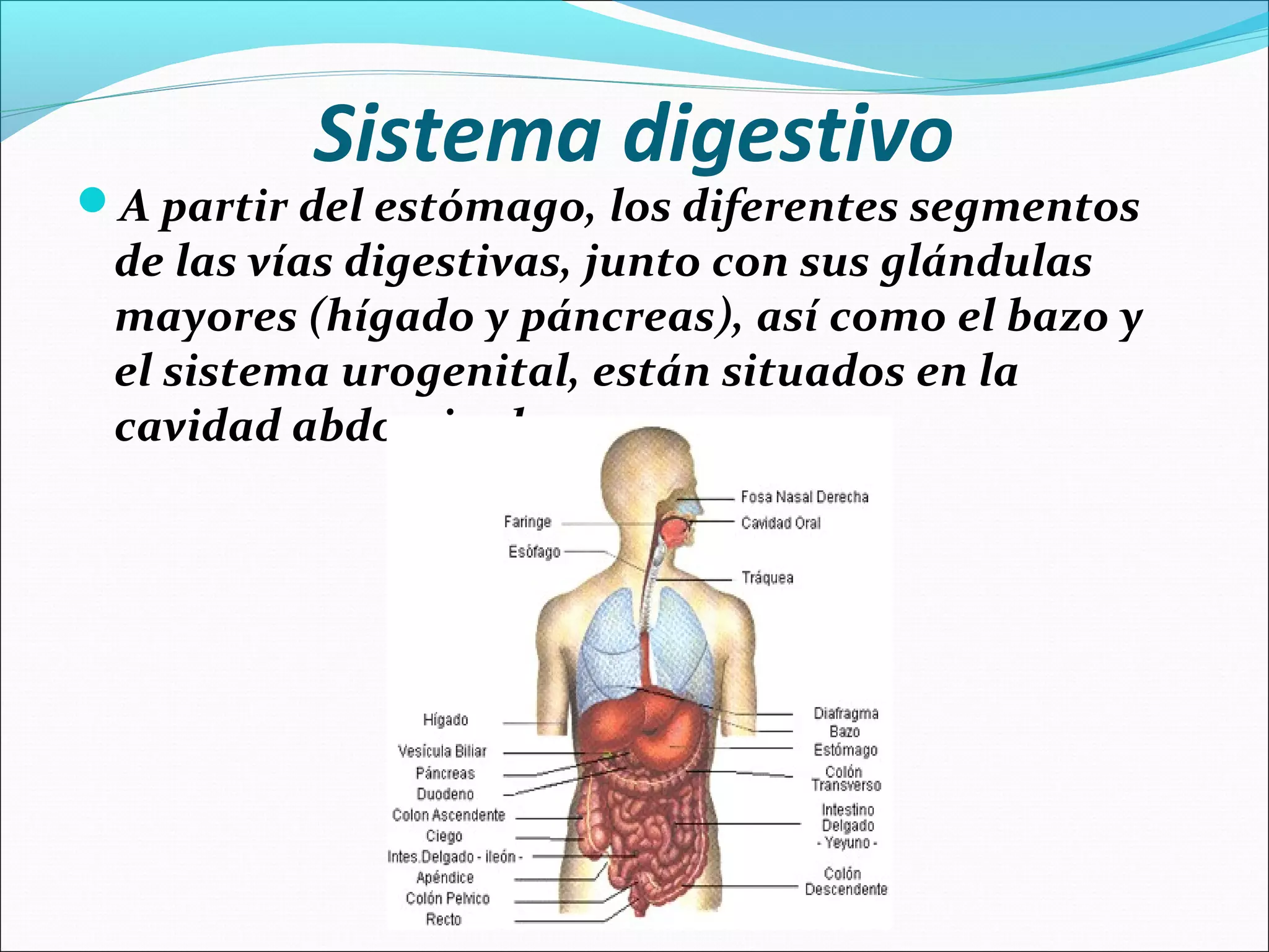 Anatomia abdomen | PPT