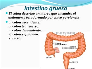 Anatomia abdomen | PPT
