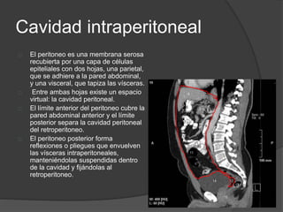 Anatomía abdomen en TAC y RM | PPTX