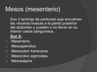 Anatomía adomino pelviana TAC y RM | PPTX
