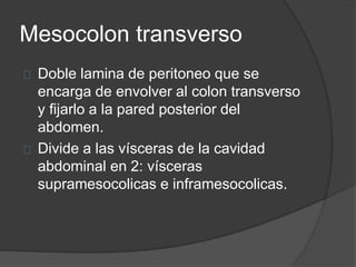 Anatomía adomino pelviana TAC y RM | PPTX