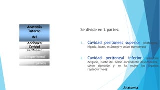 ANATOMIA ABDOMINAL.pptx