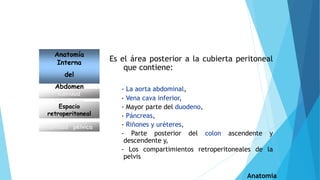 ANATOMIA ABDOMINAL.pptx