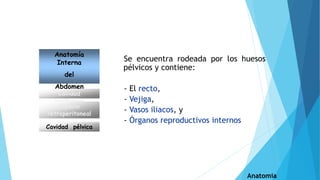 ANATOMIA ABDOMINAL.pptx