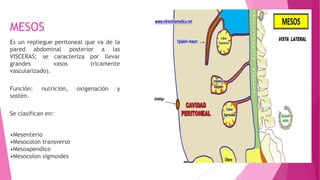 ANATOMIA ABDOMINAL PARA ESTUDIO RADIOLOGICO | PPTX