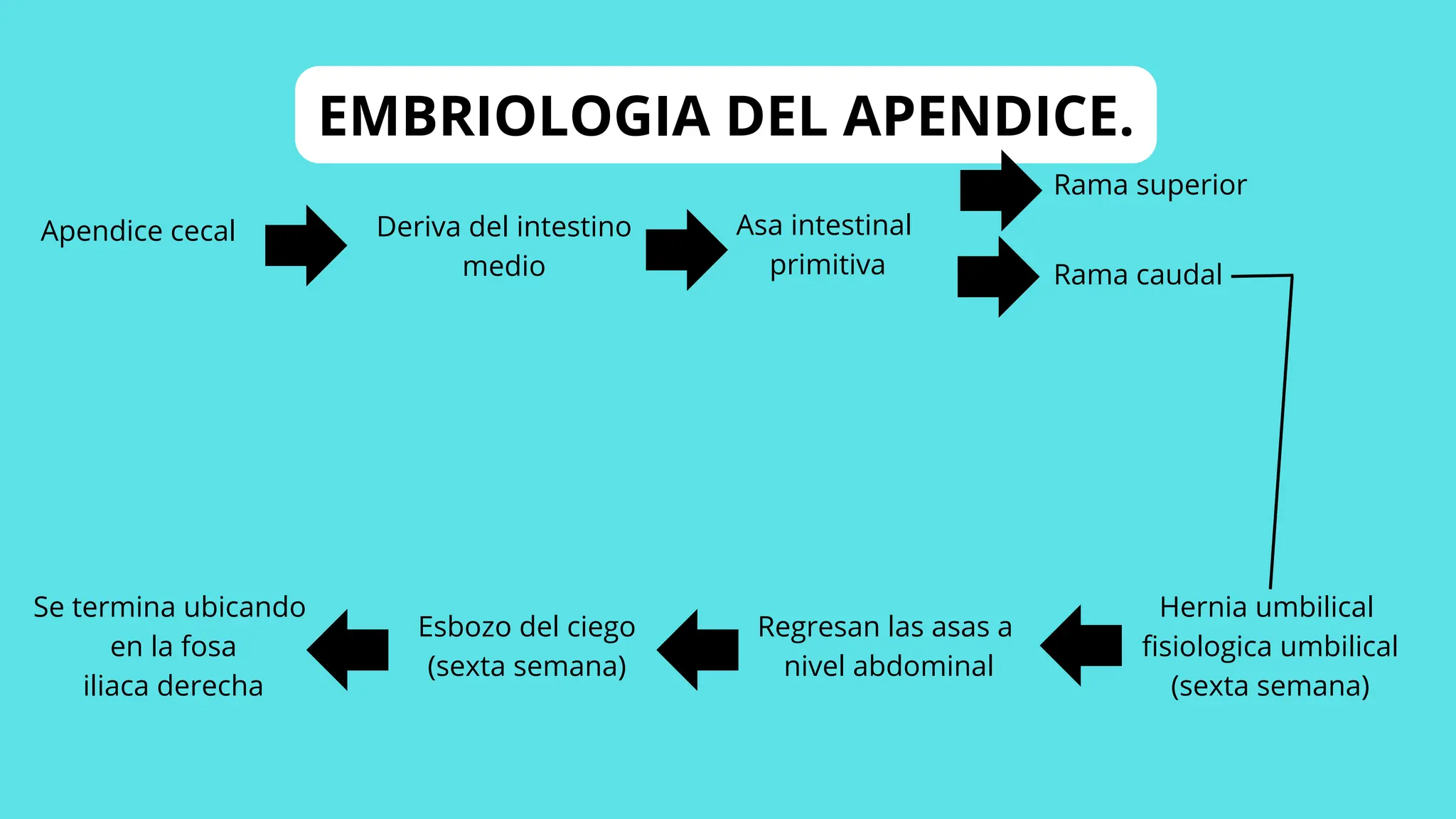 anatomia abdominal apendicitis aguda.pdf