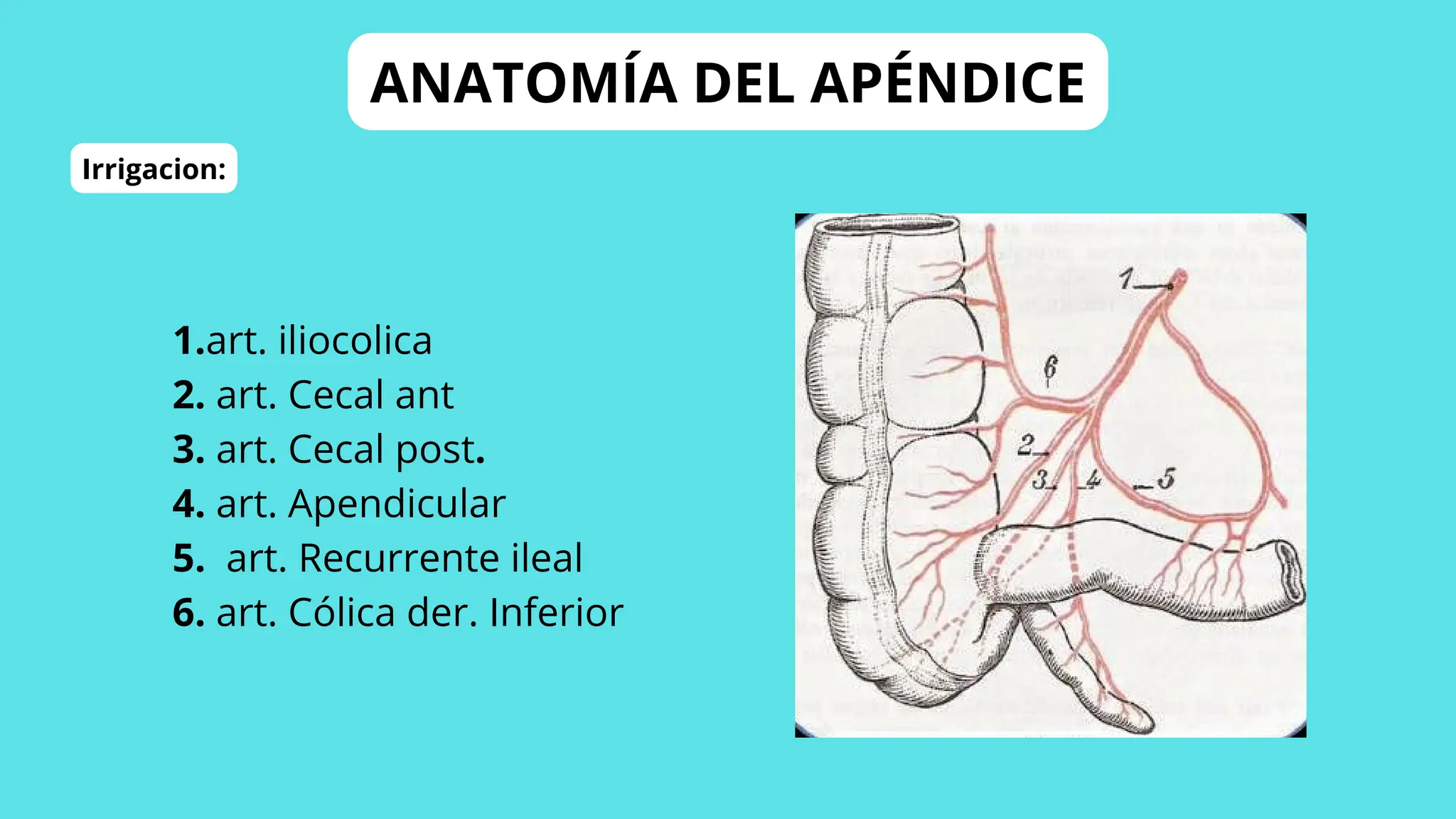 anatomia abdominal apendicitis aguda.pdf