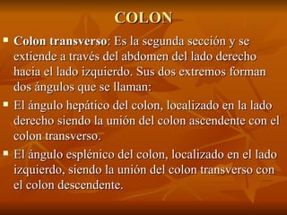 Anatomia abdominal y_organos_anexos[1] | PPT