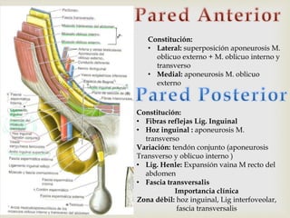 Conducto Inguinal: Anatomía, Contenido Y Hernias – JIFAI