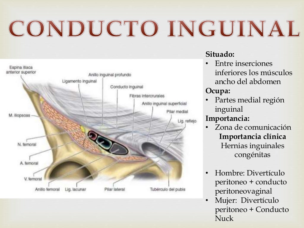 conducto inguinal