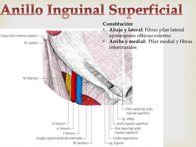 conducto inguinal