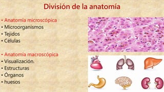 anatomia para principiantes básica .pptx | Biological Sciences | Science