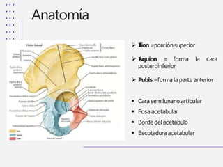 ANATOMIA ACETABULO - PSEUDOARTROSIS.pptx