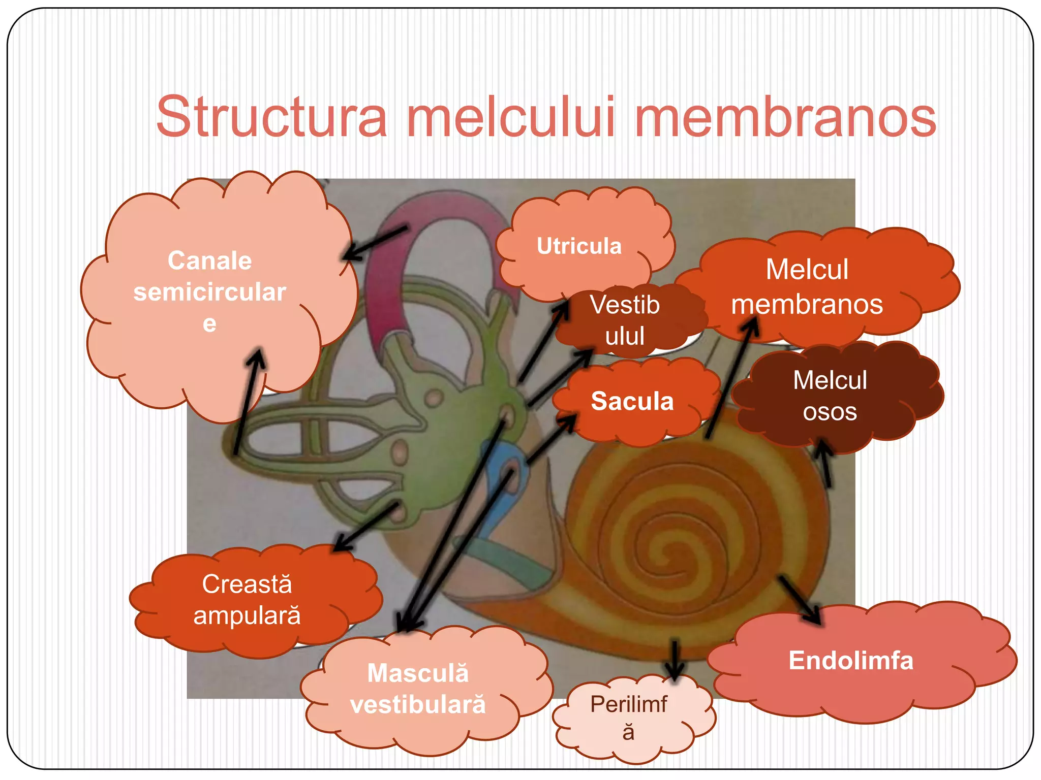 Anatomia analizatorului statoacustic al omului | PPT