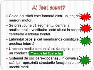 Anatomia analizatorului statoacustic al omului | PPTX