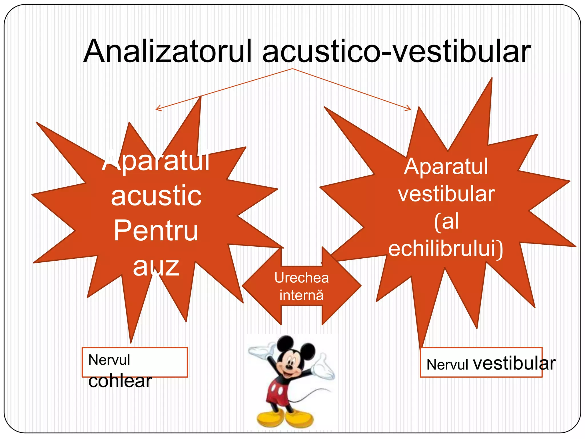 Anatomia analizatorului statoacustic al omului | PPTX