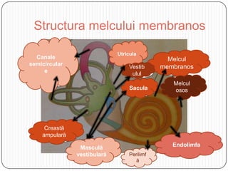 Anatomia analizatorului statoacustic al omului | PPTX