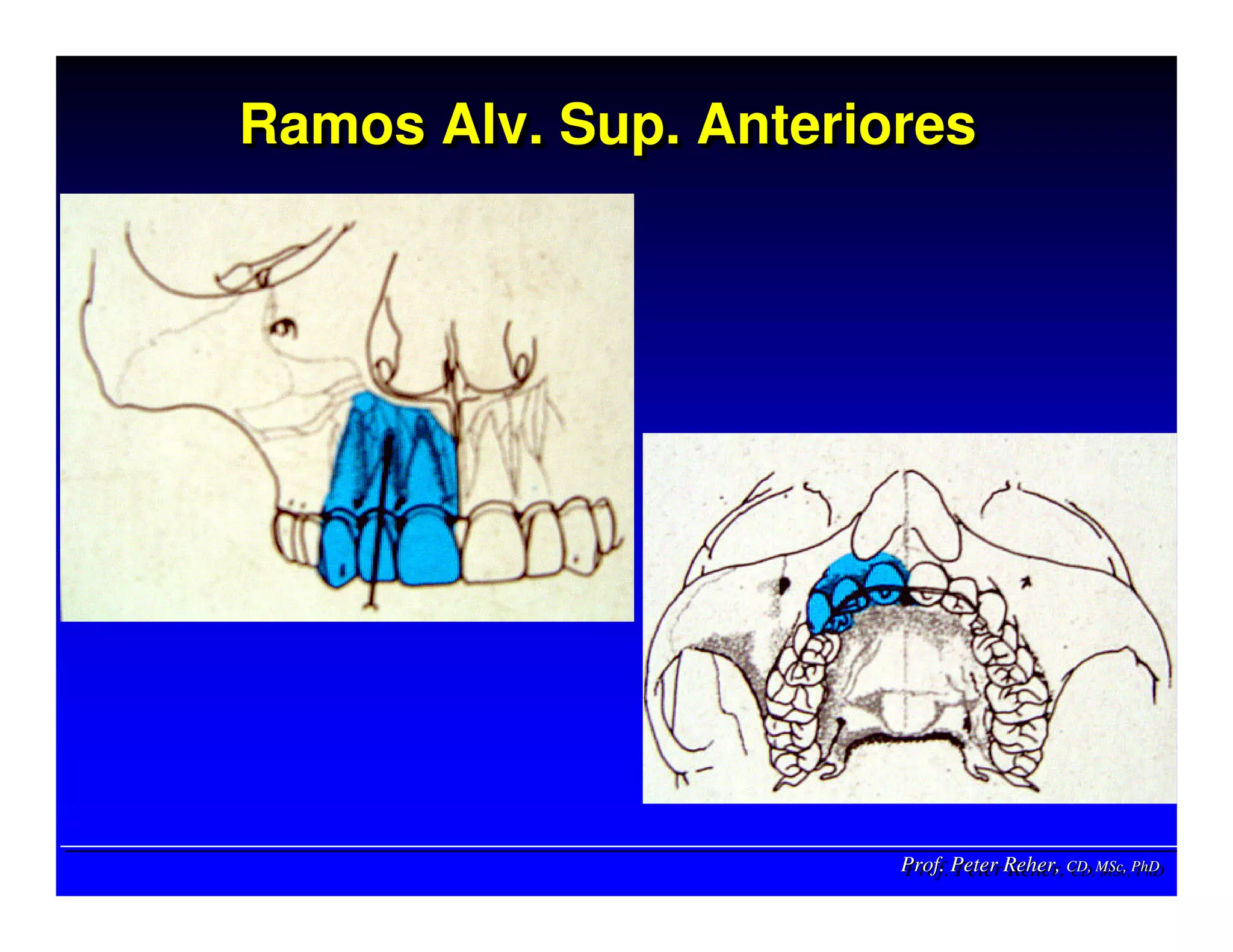 Anatomia anestesica | PDF