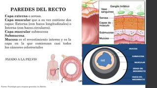 anatomia ano rectal.pptxjhijhiujñhuñuogtdrdyt | PPTX