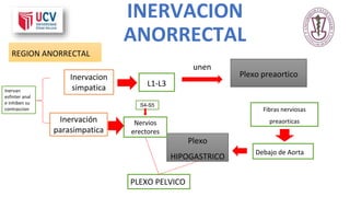 Anatomia anorrectal - | PPTX