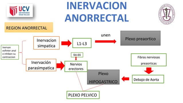 Anatomia anorrectal - | PPTX