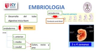 Anatomia anorrectal - | PPTX