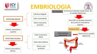 Anatomia anorrectal - | PPTX