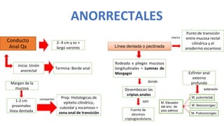 Anatomia anorrectal - | PPTX