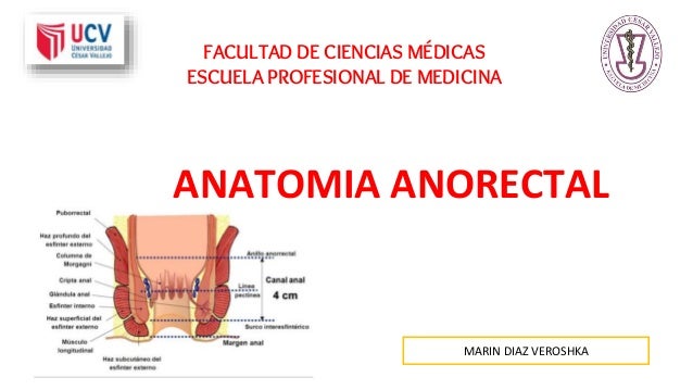 Anatomia anorrectal