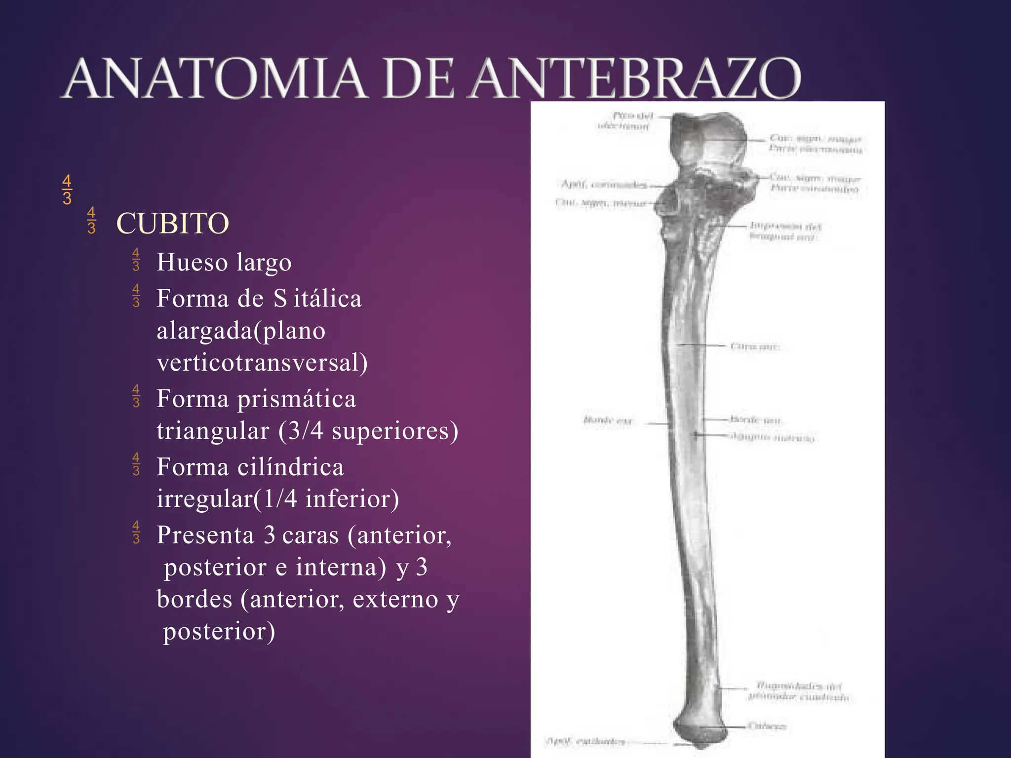 ANATOMIA quirurgica del antebrazo ...pptx