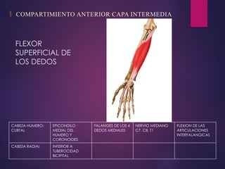 ANATOMIA quirurgica del antebrazo ...pptx