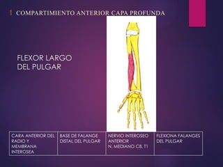ANATOMIA quirurgica del antebrazo ...pptx