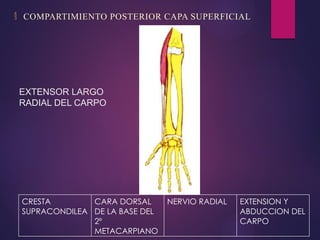 ANATOMIA quirurgica del antebrazo ...pptx