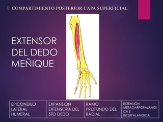 ANATOMIA quirurgica del antebrazo ...pptx