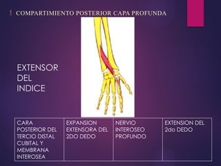 ANATOMIA quirurgica del antebrazo ...pptx