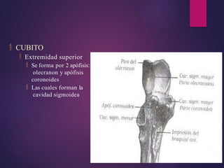 ANATOMIA quirurgica del antebrazo ...pptx