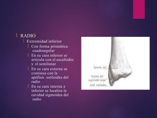ANATOMIA quirurgica del antebrazo ...pptx
