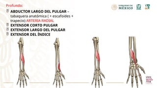 ANATOMIA ANTEBRAZO OSTEOLOGIA. MIOLOGIA .pptx