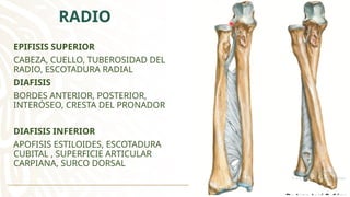 ANATOMIA ANTEBRAZO OSTEOLOGIA. MIOLOGIA .pptx