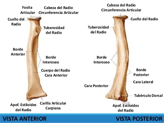 Anatomia de antebrazo y mano