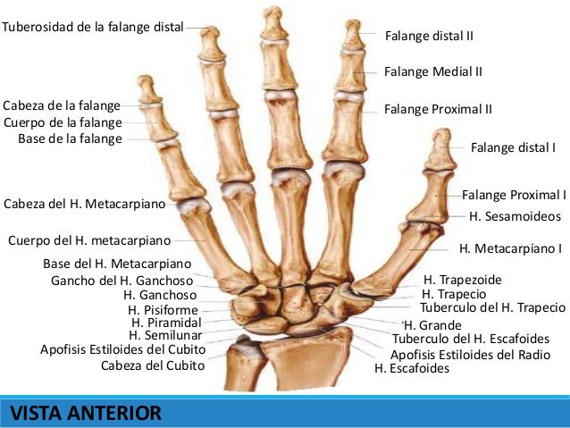Anatomia de antebrazo y mano