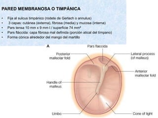 Anatomia aparato auditivo 2011 | PPT
