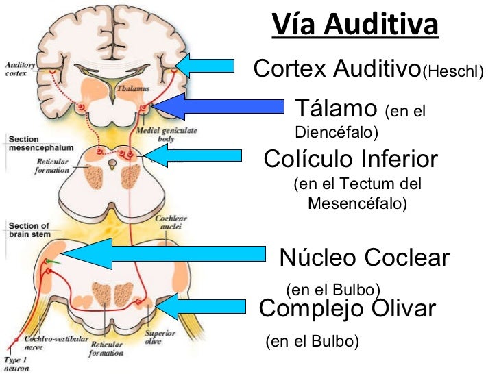 Anatomia aparato auditivo 2011