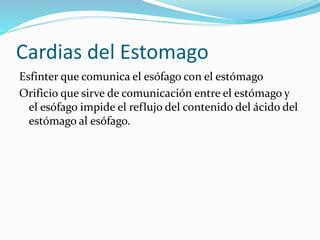 Anatomia aparato digestivo | PPTX