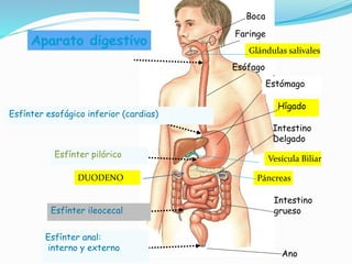 Anatomia aparato digestivo | PPTX | Digestive Disorders | Diseases and ...