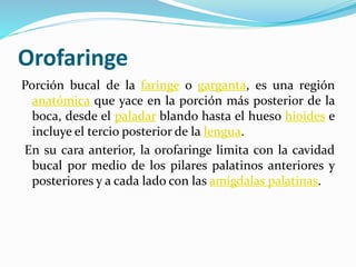 Anatomia aparato digestivo | PPTX