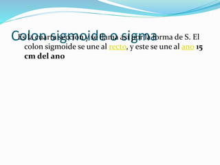 Anatomia aparato digestivo | PPTX