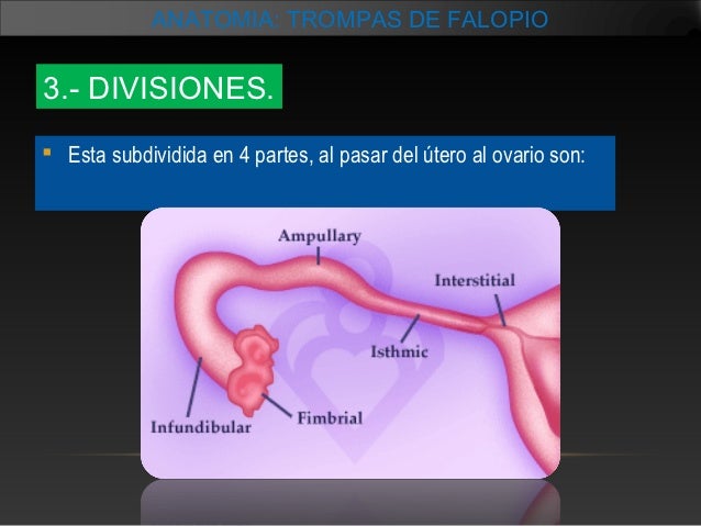 Anatomia Ginecologica
